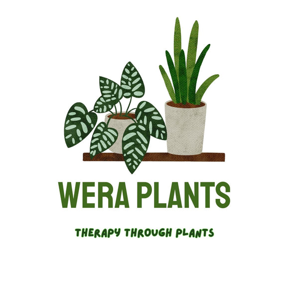 Wera Plants- Indoor Plants, Succulents, Rare and Variegated Plants