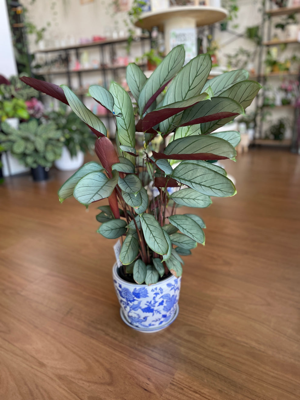 Ctenanthe Grey Star (200mm pick up only) | Wera Plants