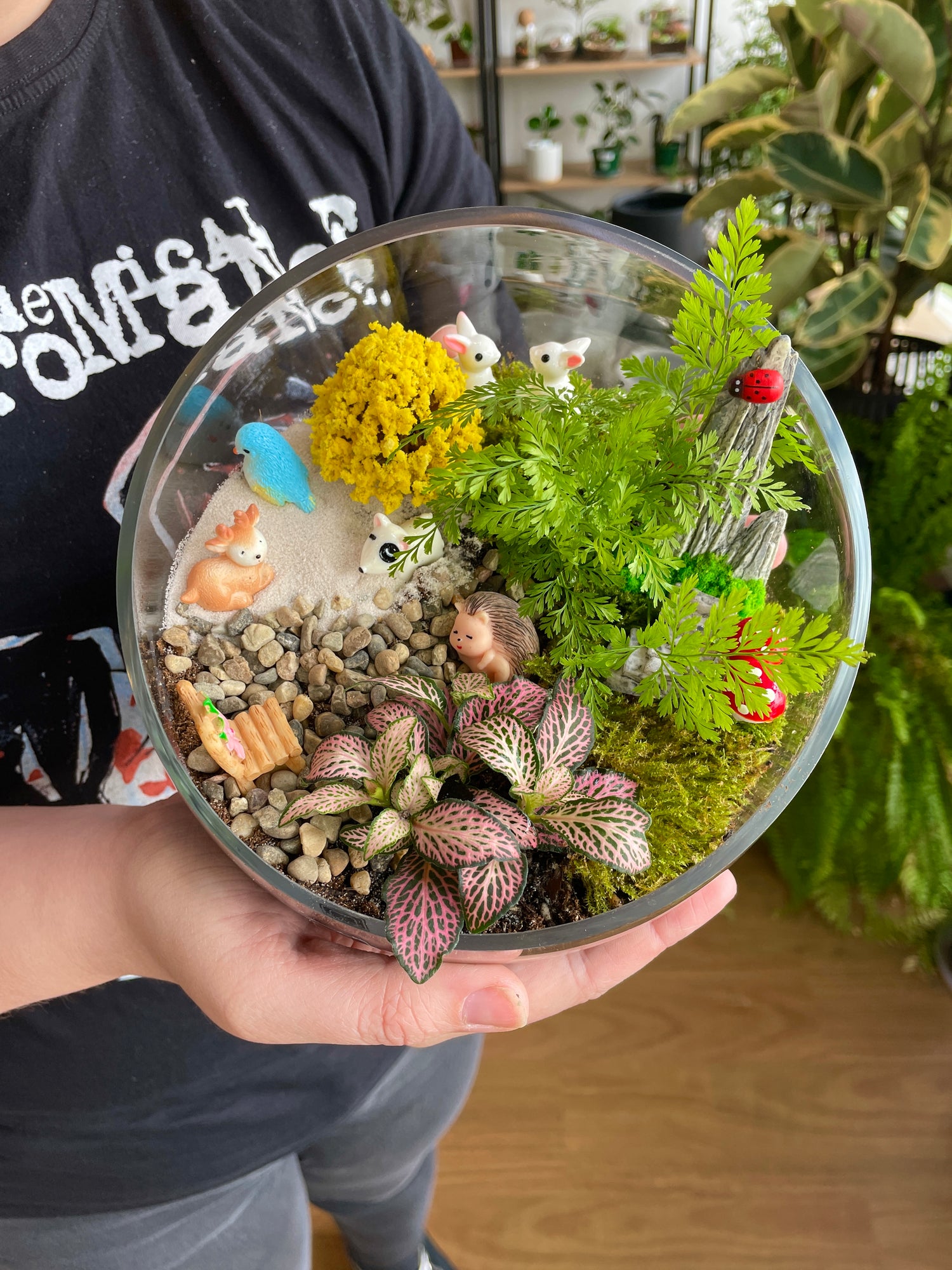 Wera Plants- Indoor Plants, Succulents, Rare and Variegated Plants