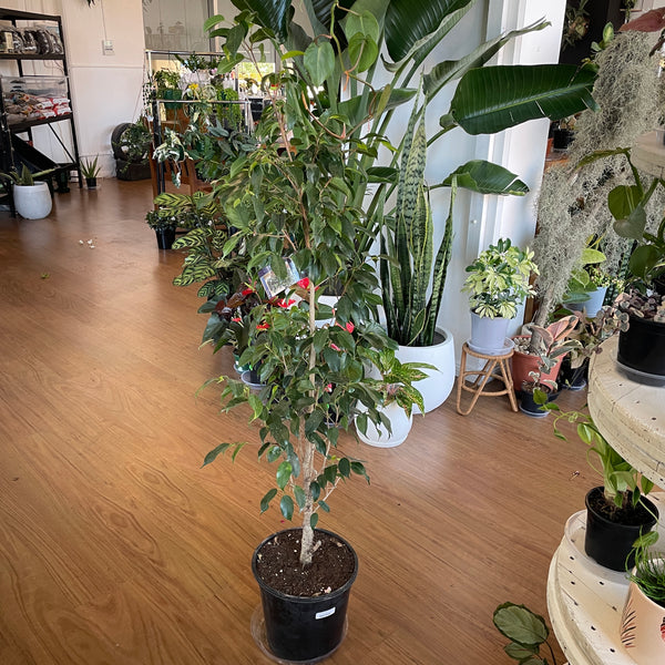 Ficus Midnight Beauty(Weeping Fig) | Wera Plants
