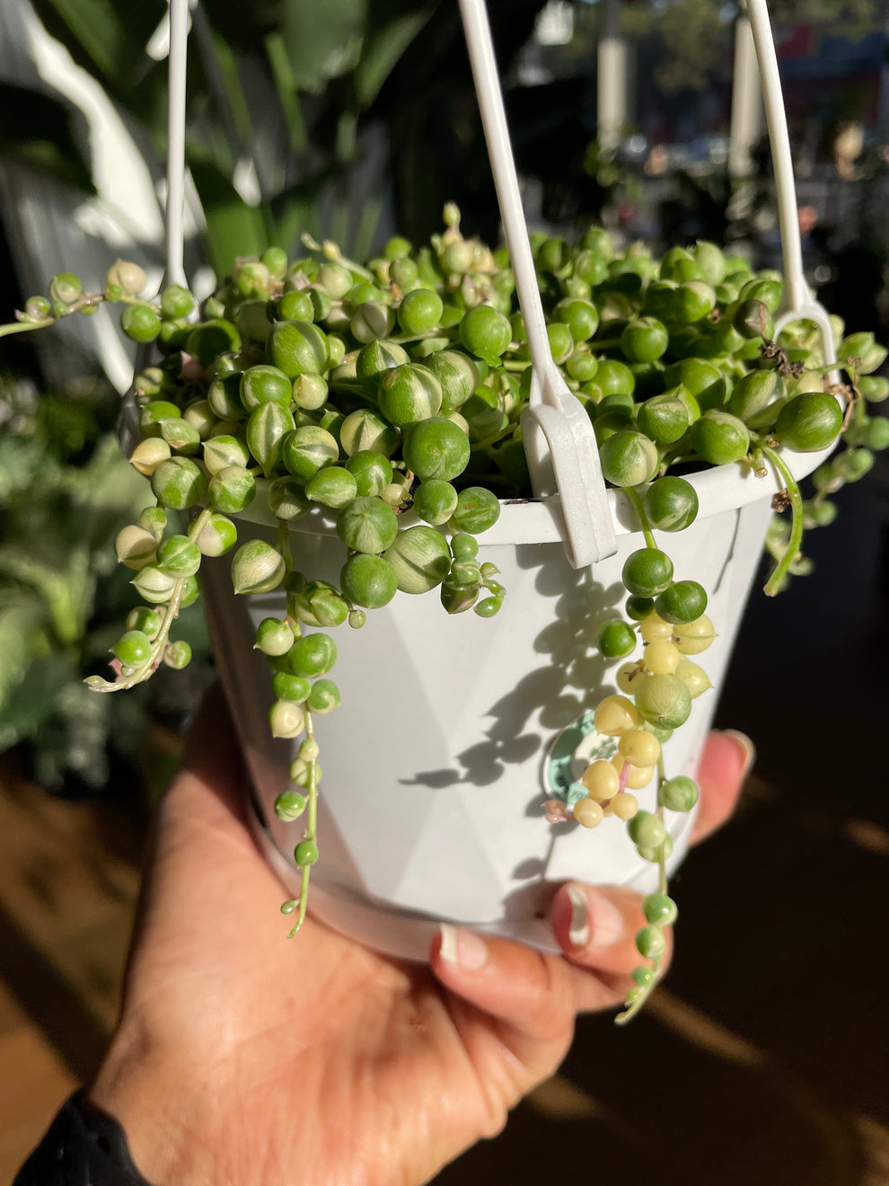 Senecio String of Pearls Variegated | Wera Plants
