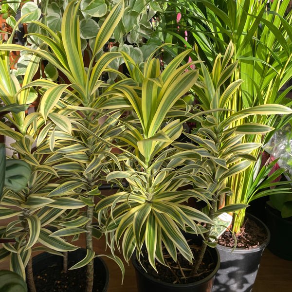 Dracaena Reflexa Song of India (Pleomele) 200mm (Pick Up Only) | Wera ...