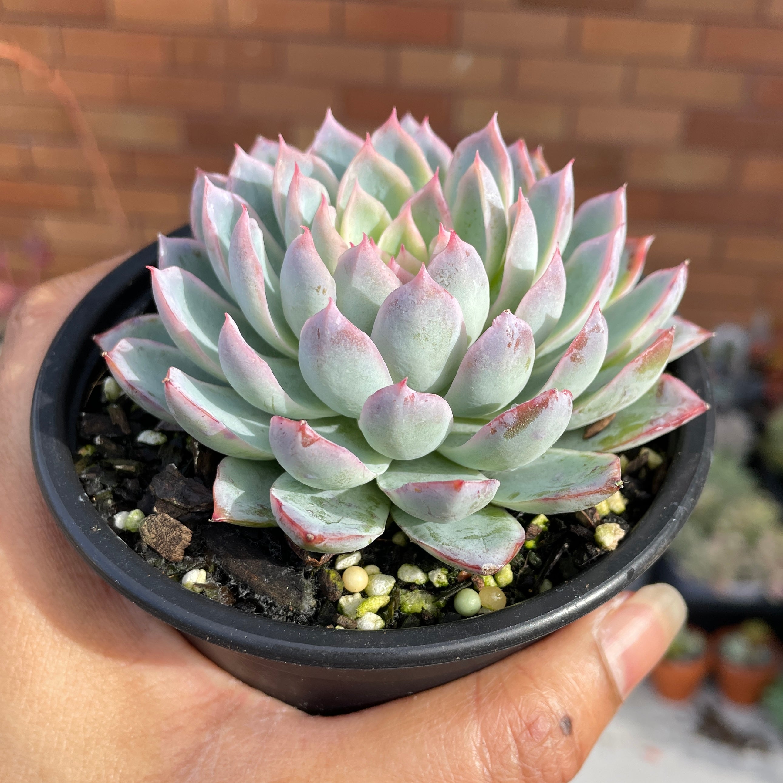 Echeveria Violet Queen – Wera Plants