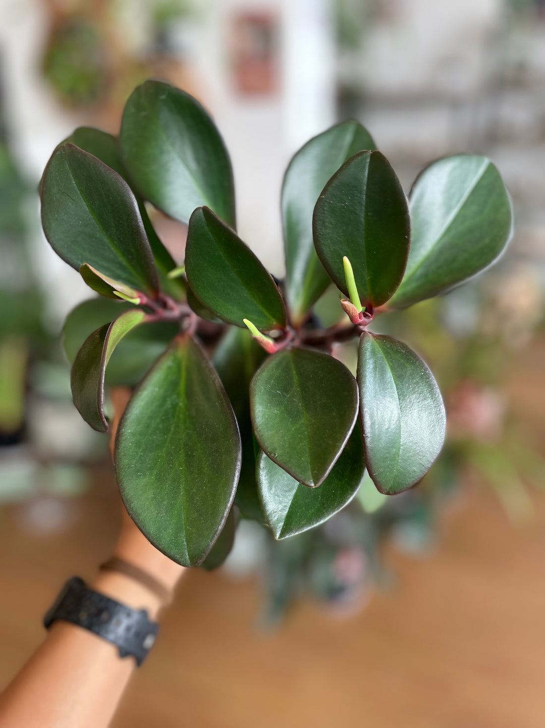 Cool Review About Red Edge Peperomia