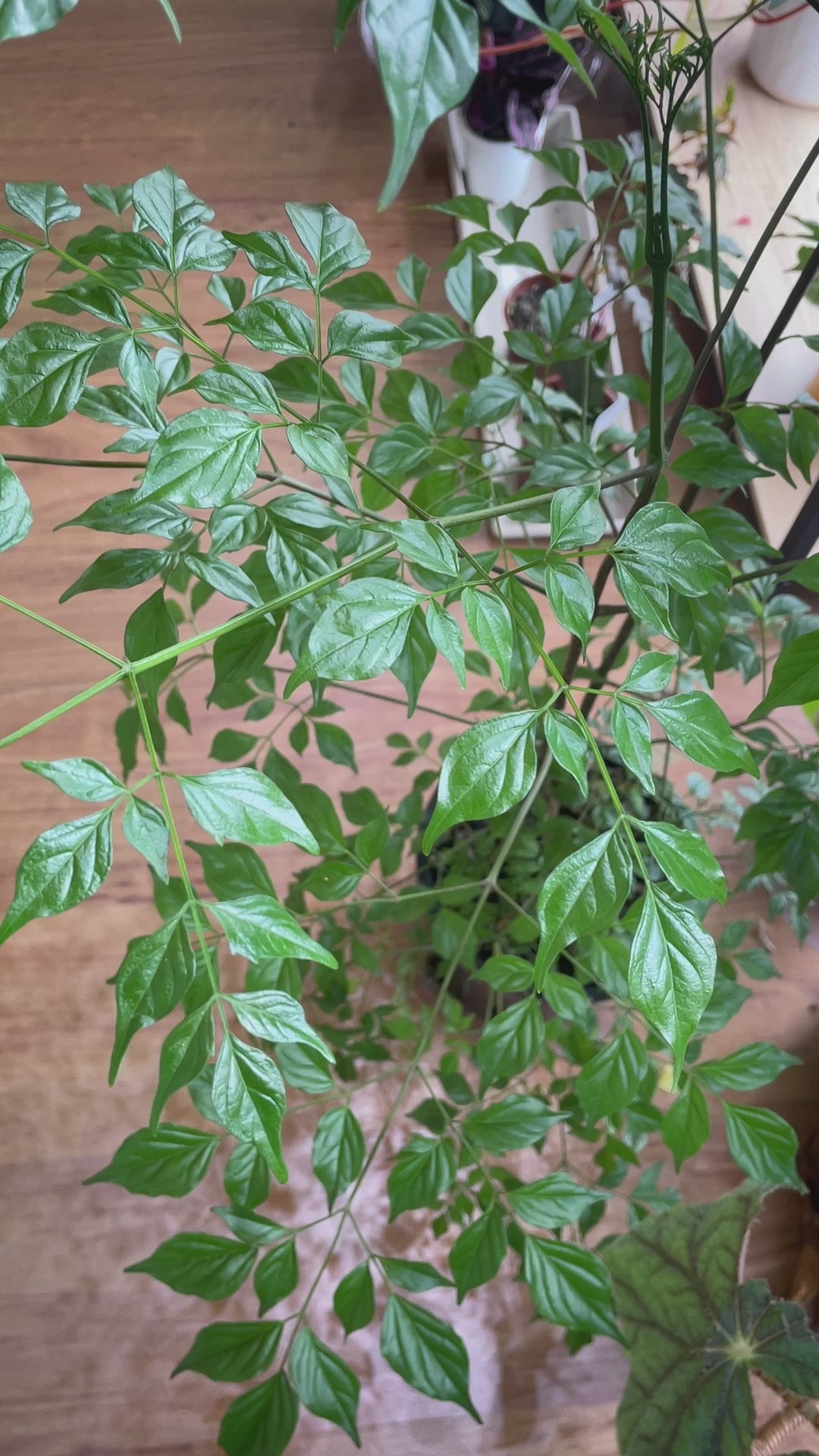 Wera Plants- Indoor Plants, Succulents, Rare and Variegated Plants
