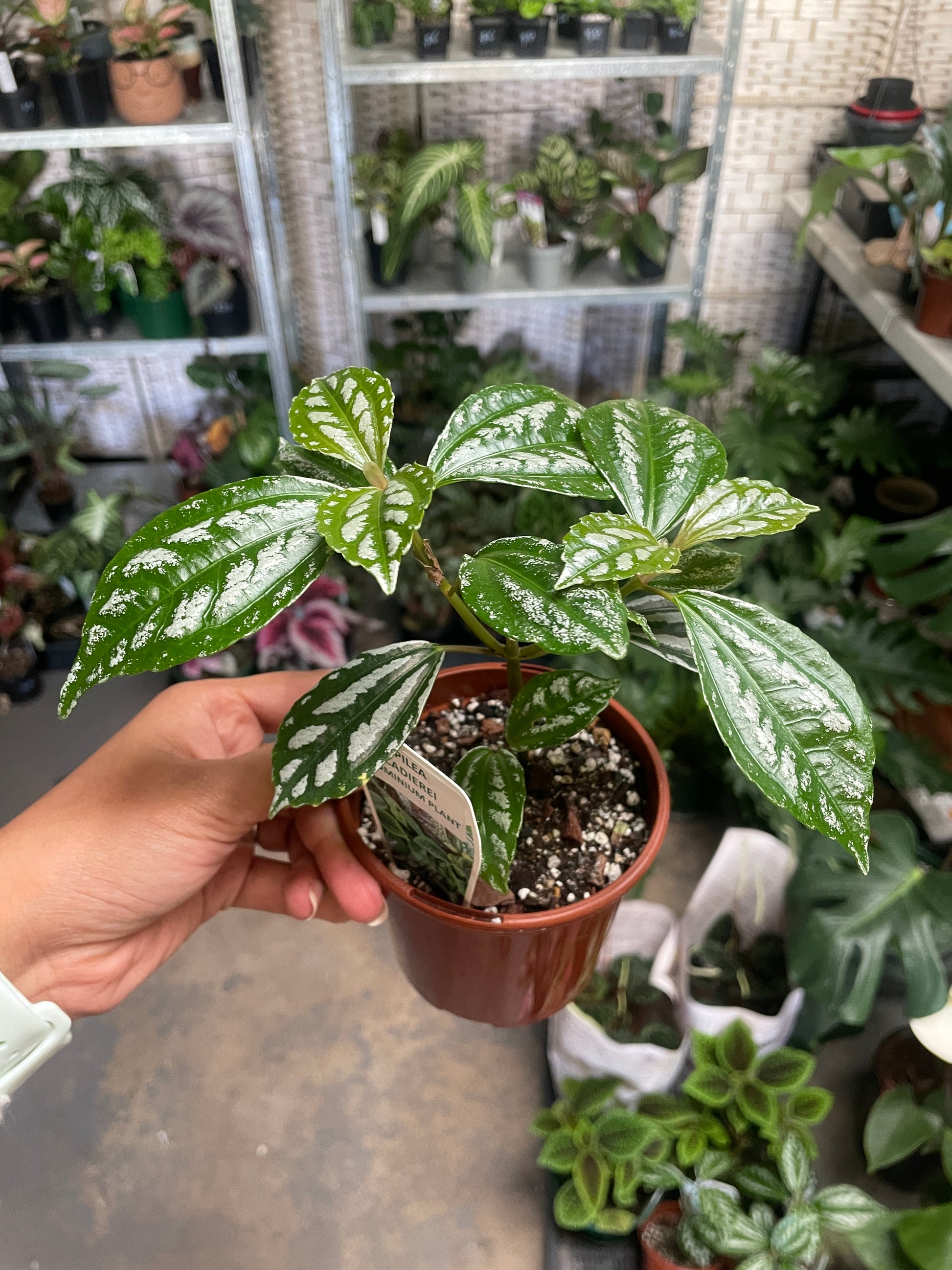 Pilea Aluminium Plant (Small) – Wera Plants